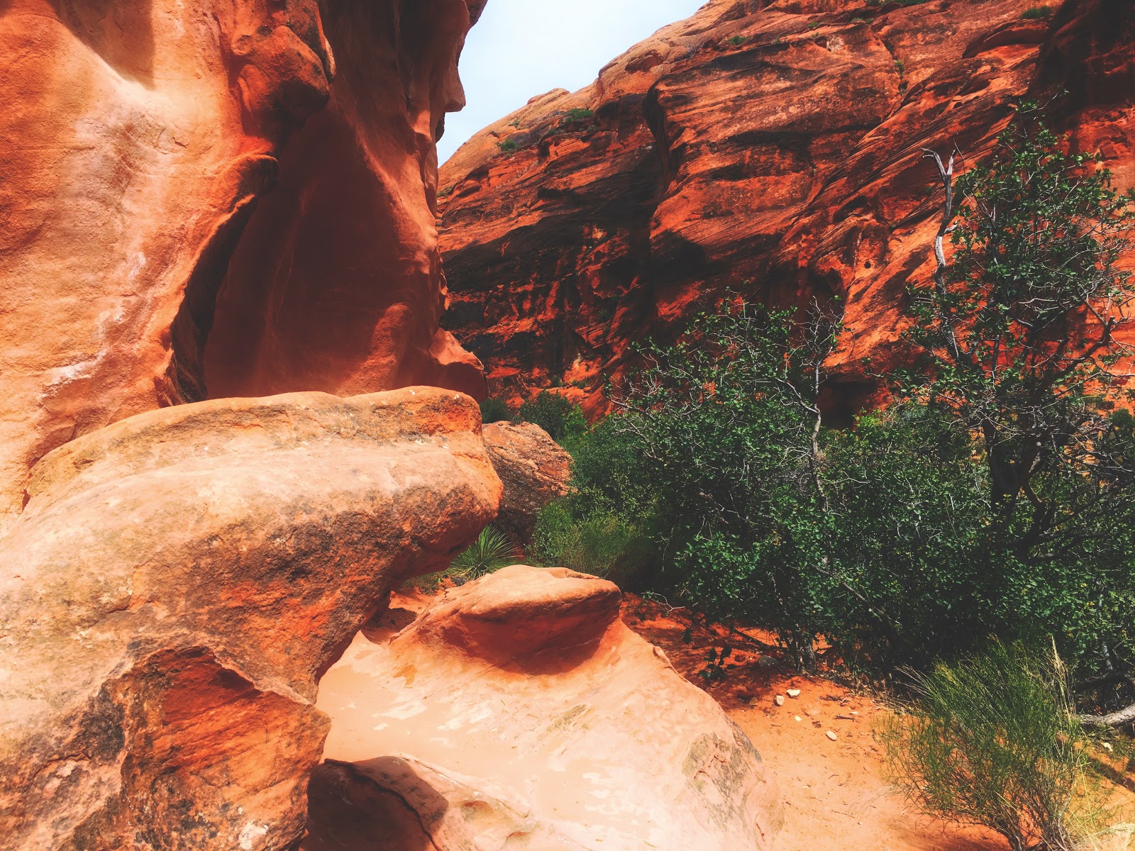 Red Cliffs National Conservation Area - Red Reef Trail