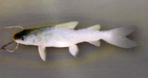 Penyuluhan Perikanan: PENANGANAN HAMA DAN PENYAKIT PADA IKAN BAUNG