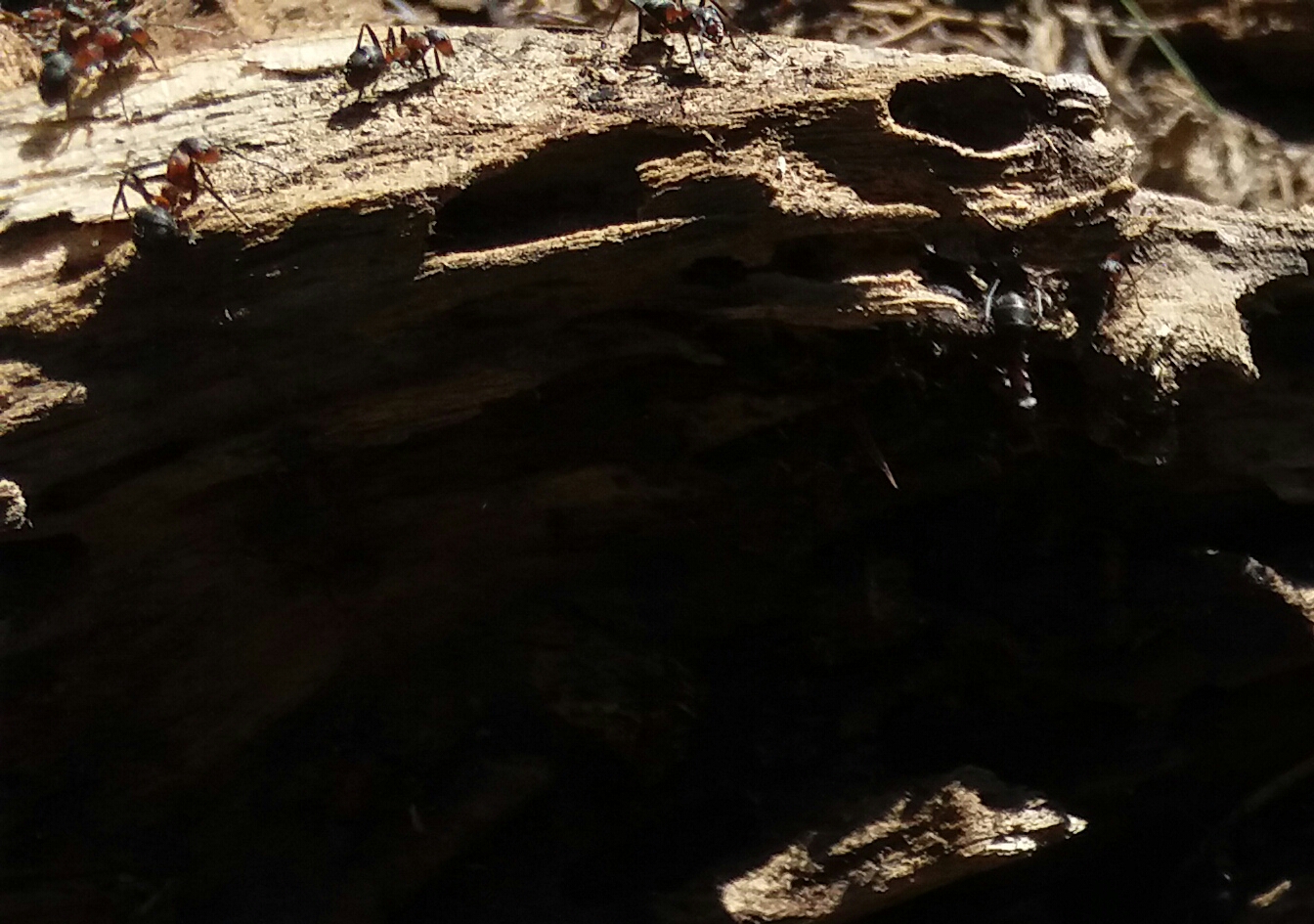 Sturellas Fotoblogg: MYRSTACKEN RYKER