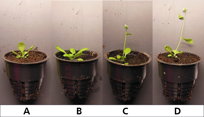 Introduction of Automatic Planting Production System For Hydroponic ...