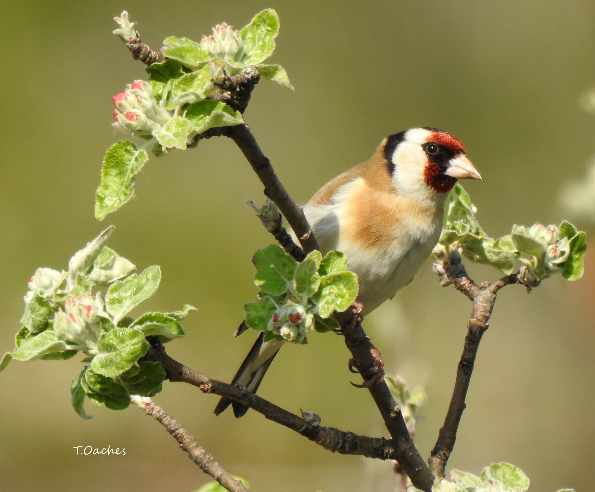 PASARI DIN ROMANIA: STICLETE(1), Carduelis carduelis