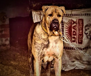 Bully Kutta dog history, breed information, description, personality, teaching, common diseases ...