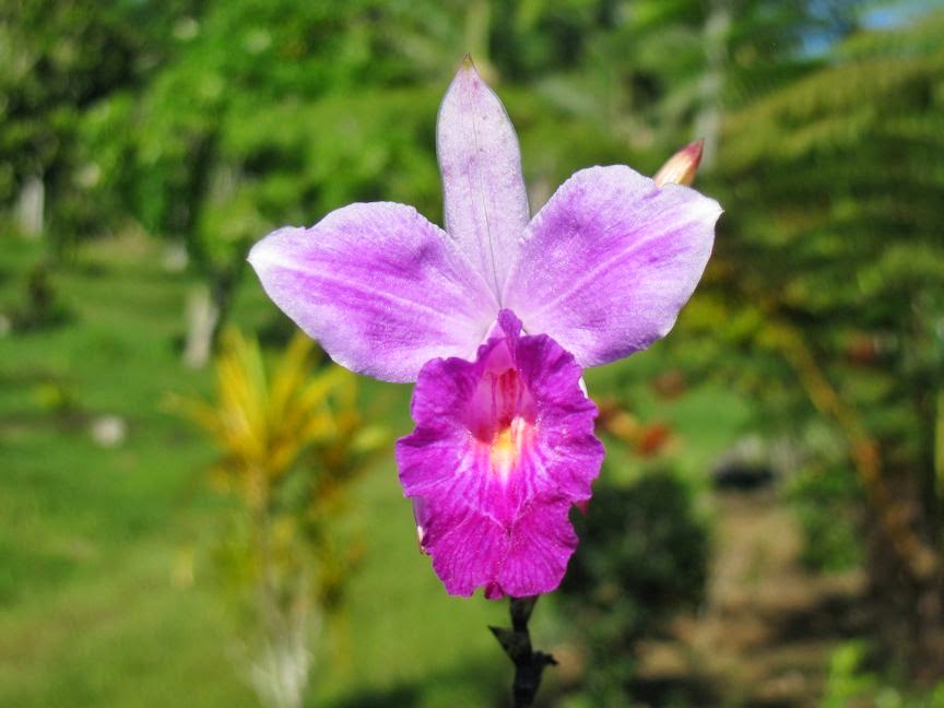 Flora and Fauna - Plants and Critters: More Plants / Flowers from Samoa