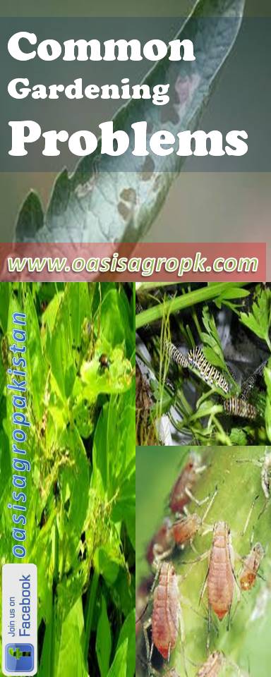 Common Gardening Problems - I|Oasis Agro Industries Pakistan