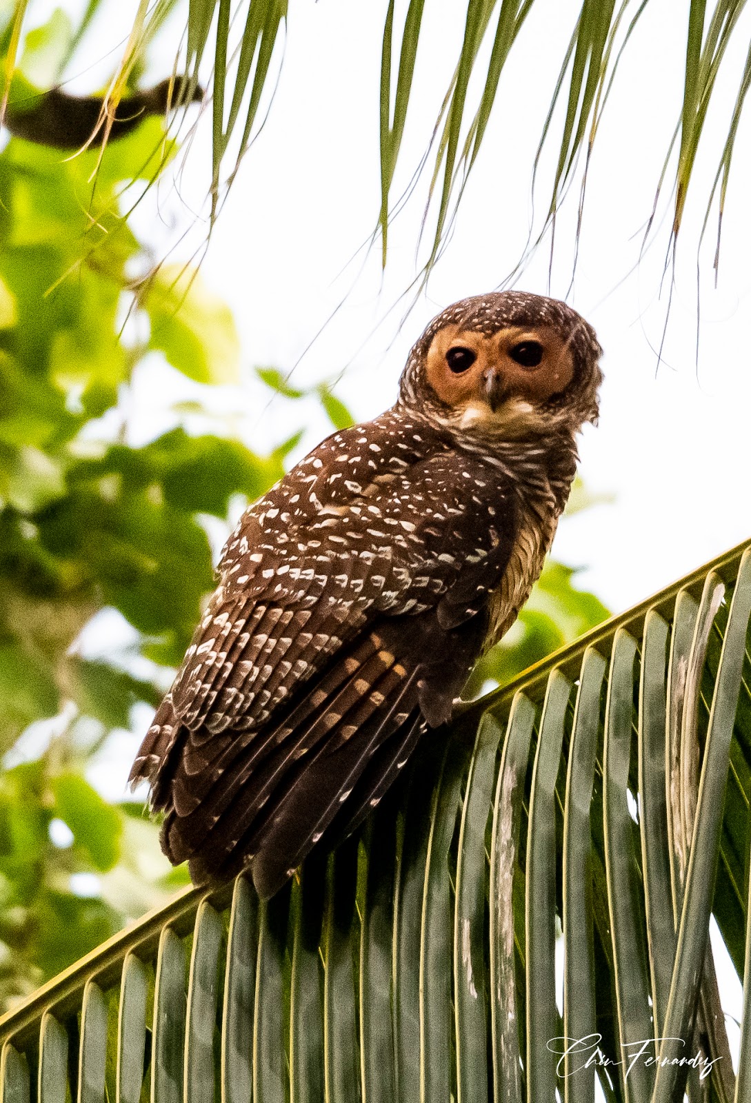 The Chiwit Chronicles: The 5th PPUR International Bird Race Day 1 ...