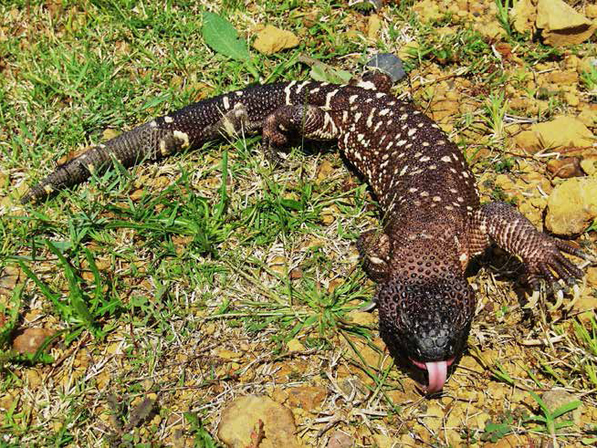Sciency Thoughts: The biodiversity of Beaded Lizards.
