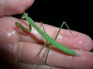Temperate Climate Permaculture: Beneficial Insects: Praying Mantis
