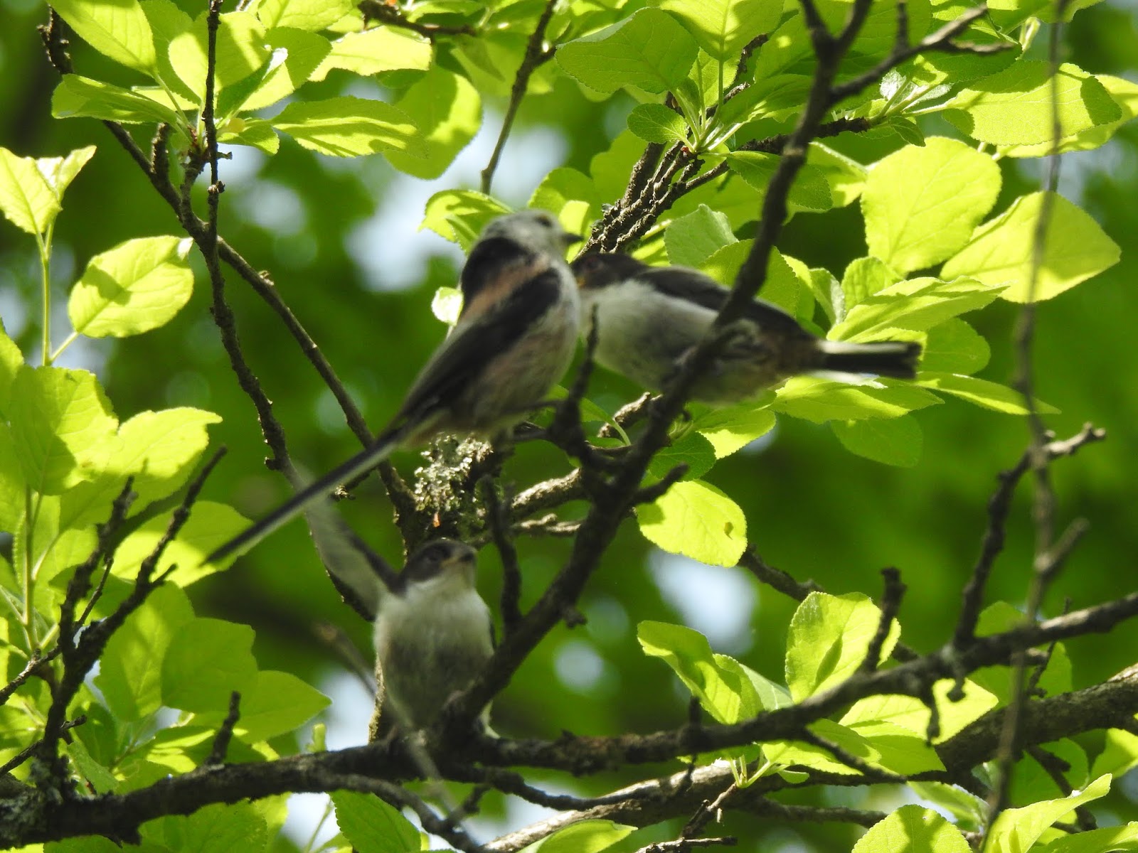 PASARI DIN ROMANIA: PITIGOI CODAT, Pui si juvenili (2), Aegithalos caudatus