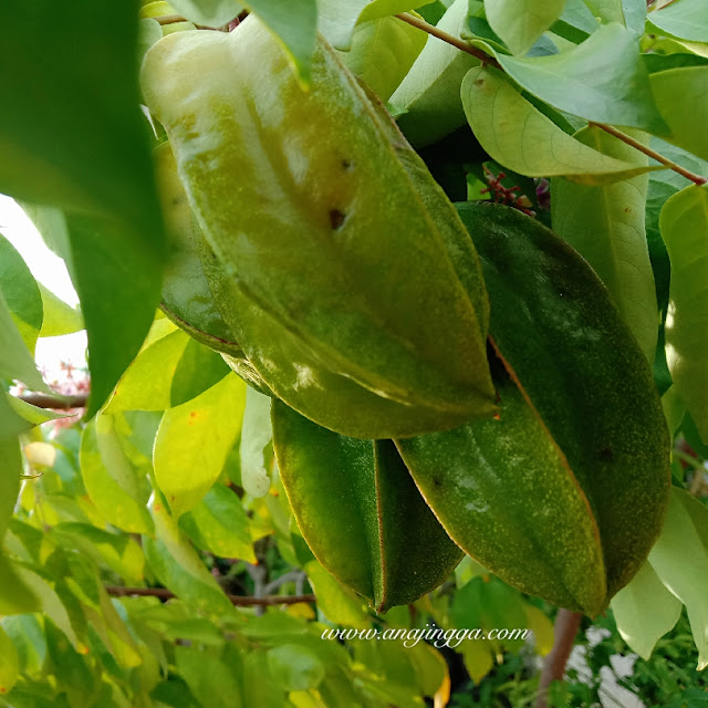 Buah belimbing besi antara yang kian di lupakan