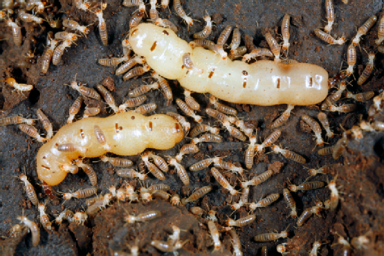 green termite control: An Overview of Termite Life Cycle and Lifespan