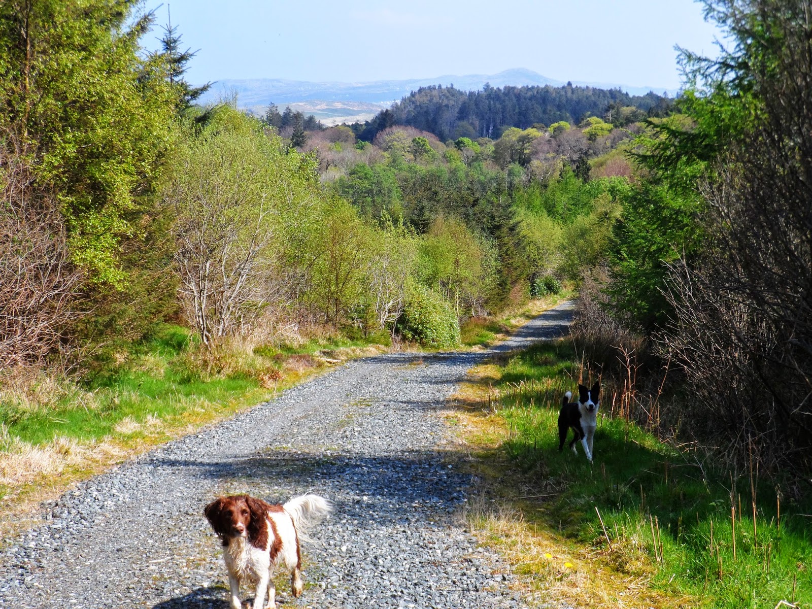 Our live in Ireland: Walk in Ards Forest Co. Donegal