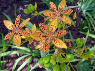 Dream Garden: Flor Leopardo