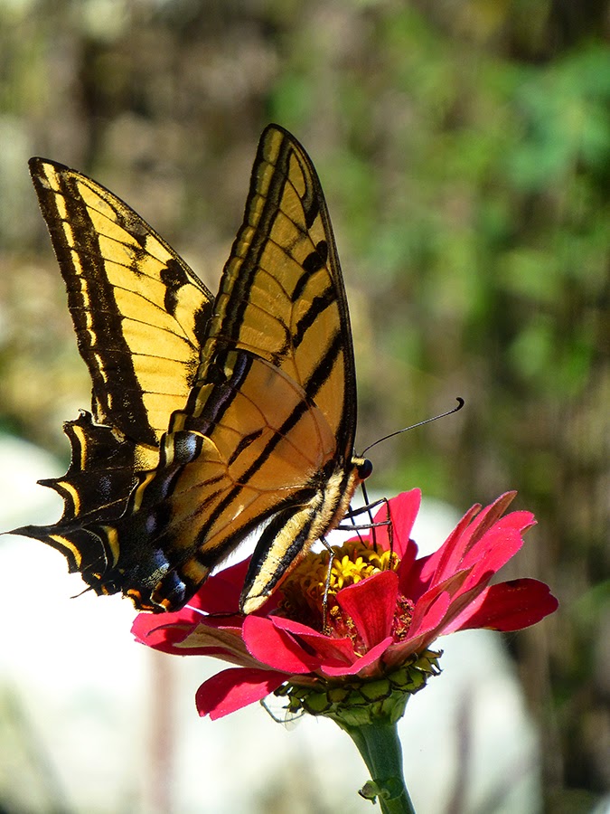 Oaxaca-The Year After: Mariposa