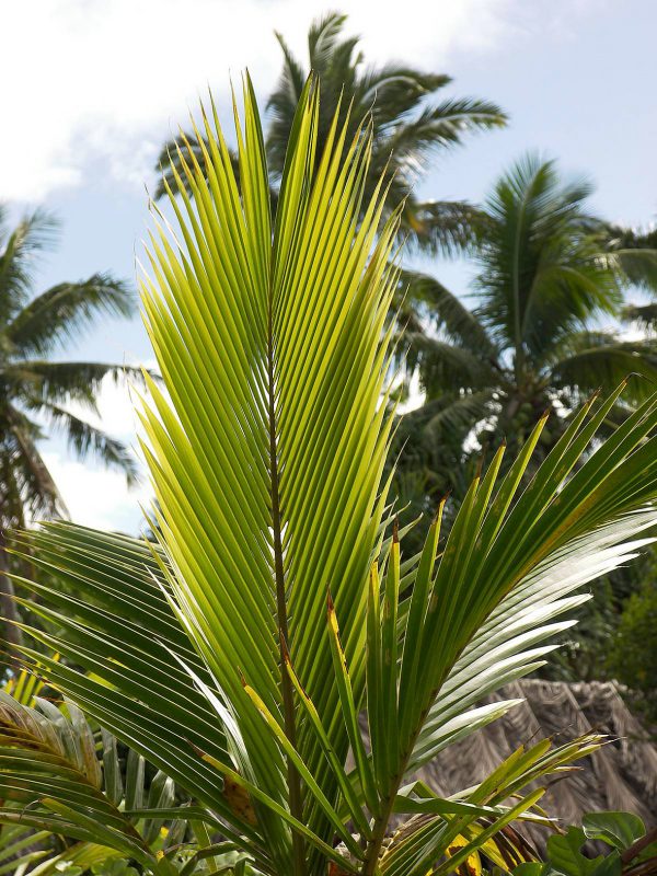 DECOUVERTE : LA CULTURE DU RAPHIA - Africa Green Magazine