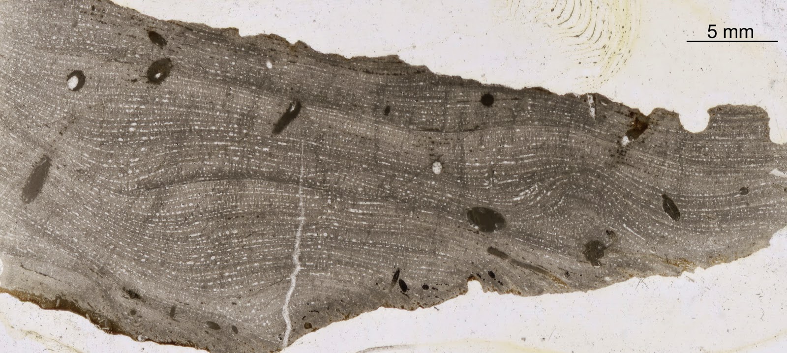 Variety of Life: Stromatoporoidea