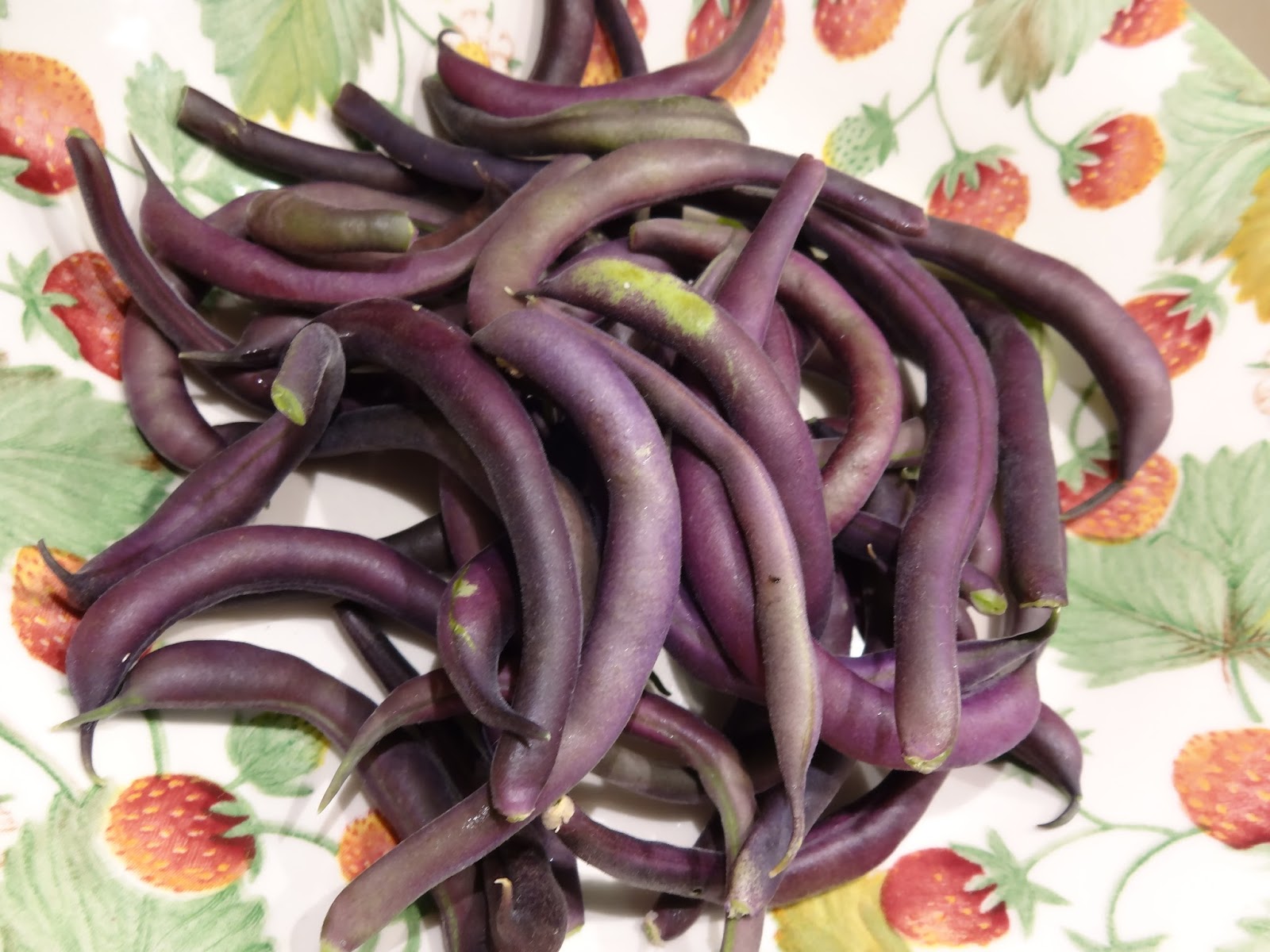 The Scientific Gardener: Royal Burgundy Bush Beans