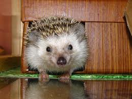 Erizos: Erizos Y Sus Características