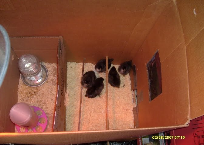 Vikki's Verandah: CHEAPO CHICKEN BROODER COOP