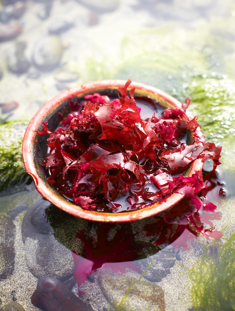 appledrane: Forager's cookcard #2: Dulse