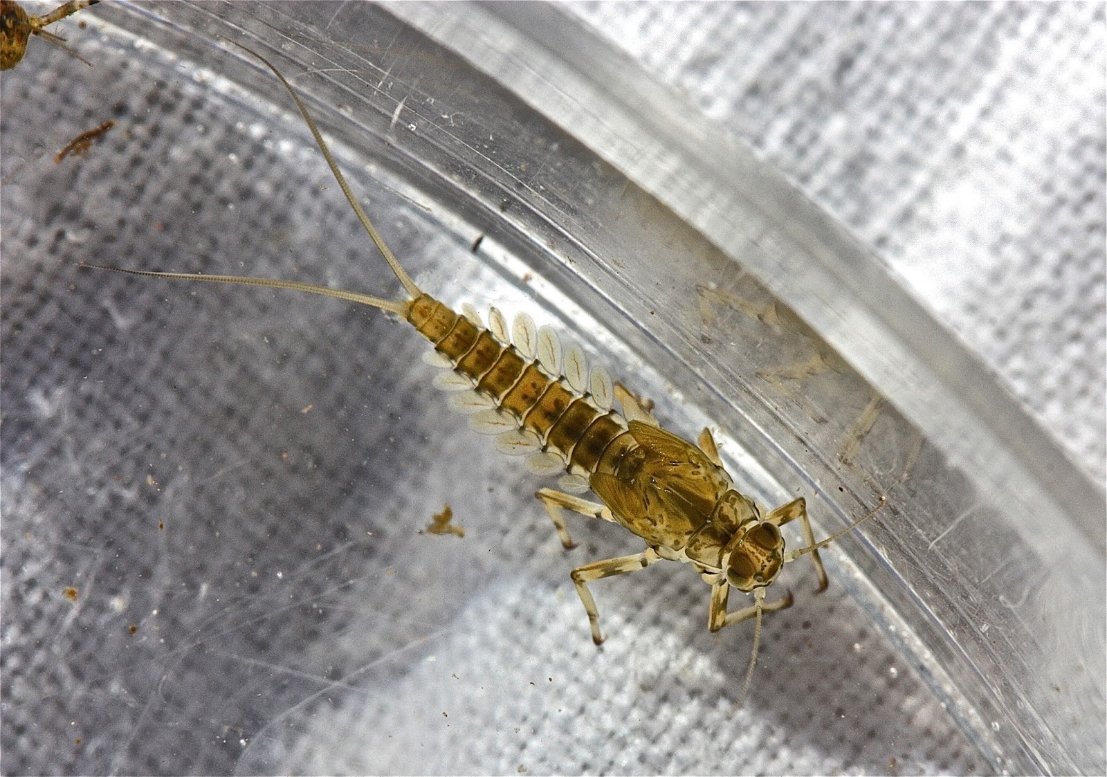 Aquatic Insects of Central Virginia: The small minnow mayfly ...