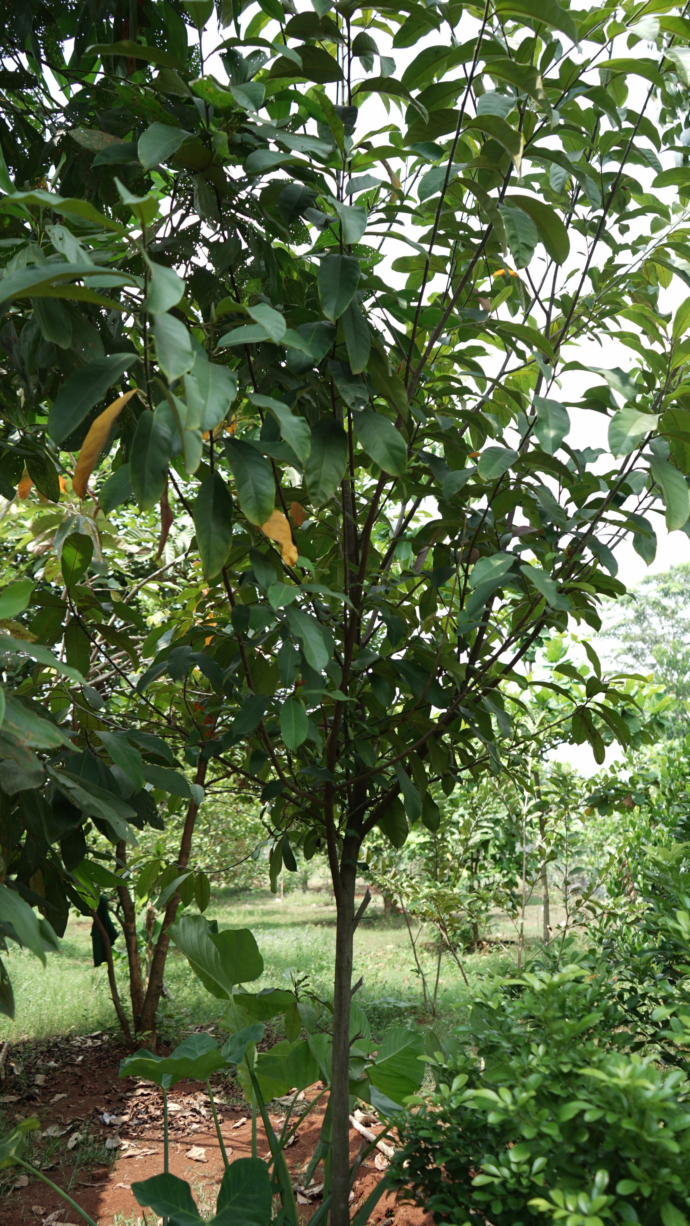 CEMPEDAK (Artocarpus integer (Thunb.) Merr.) - Hutan Kota Bekasi Eduforest