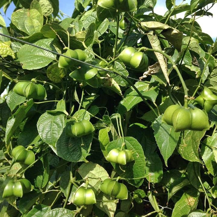 Amalkan Incha Oil (Sacha Inchi Oil) Untuk Tubuh Badan Lebih Sihat