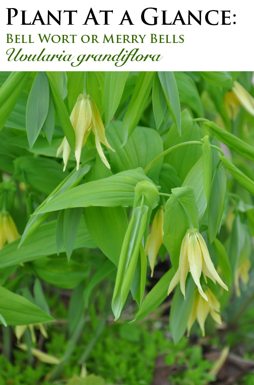Three Dogs in a Garden: Get to Know a Native Plant: Bell Wort or Merry ...