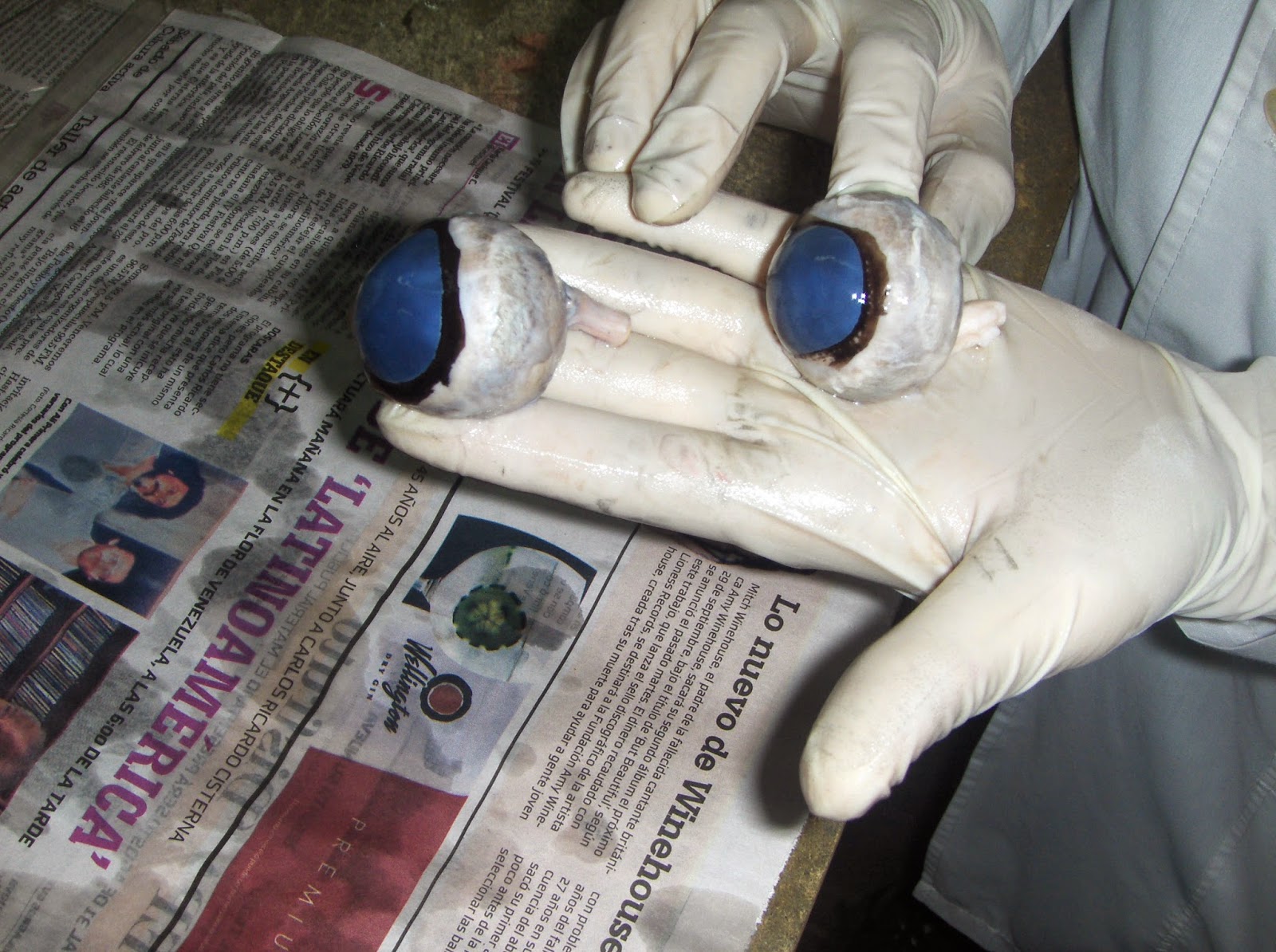 Fisiologia Animal (Nuevos conocimientos por explorar): Practica de ...