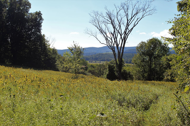 Walking Man 24 7: Folded Rock(Battenkill State Forest)