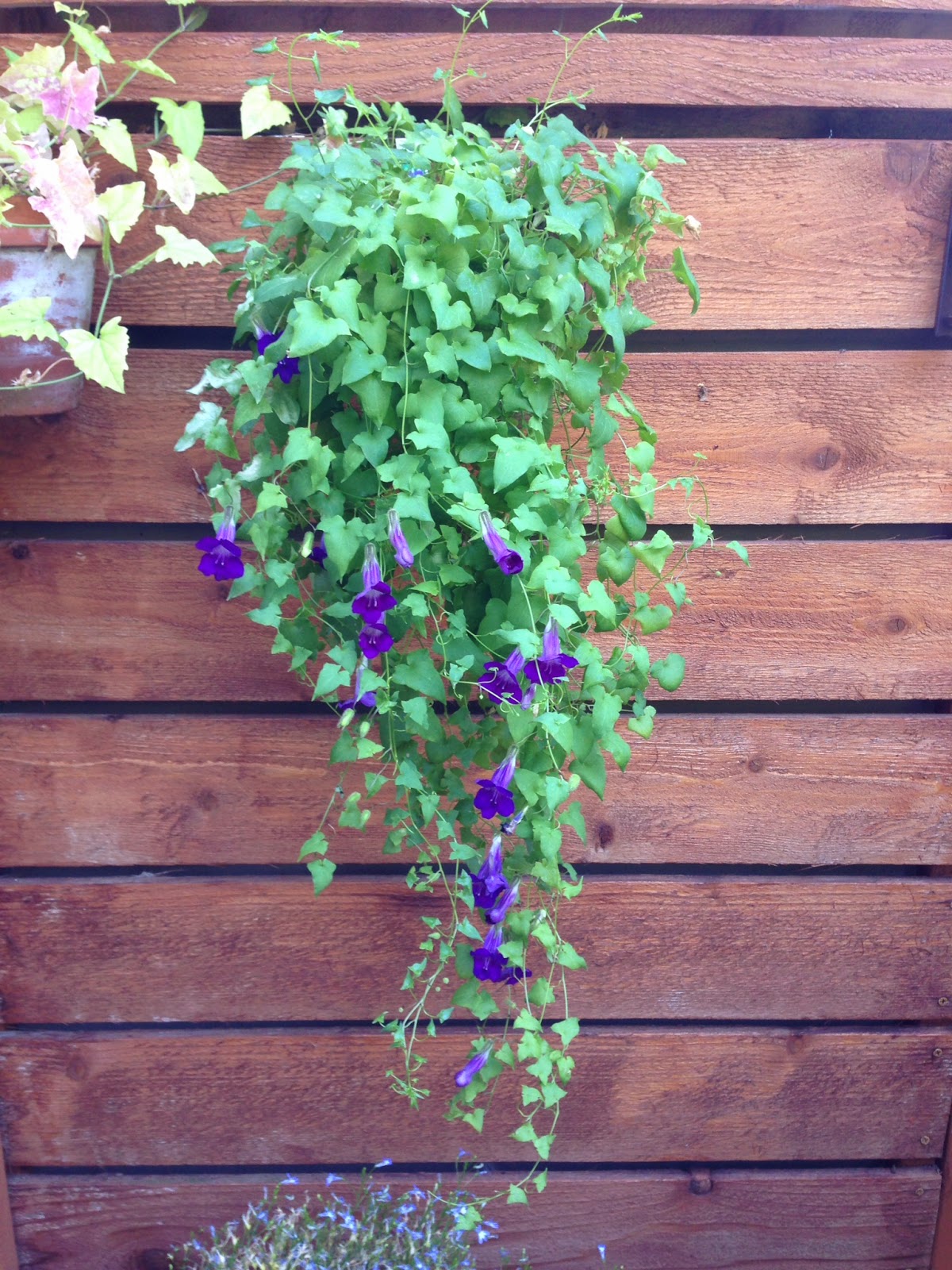 All-Purpose Flower: My Plant of the Summer - Asarina