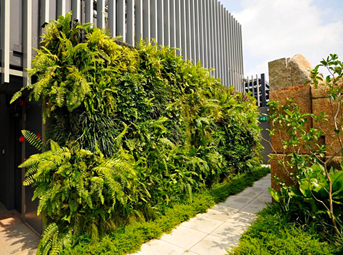 7 Jenis Tanaman Untuk Pagar Rumah Bertema Alam