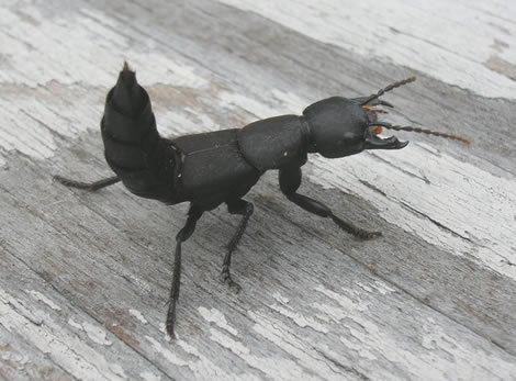 Funny Image Collection: Ugly Insects Beetle Pictures!