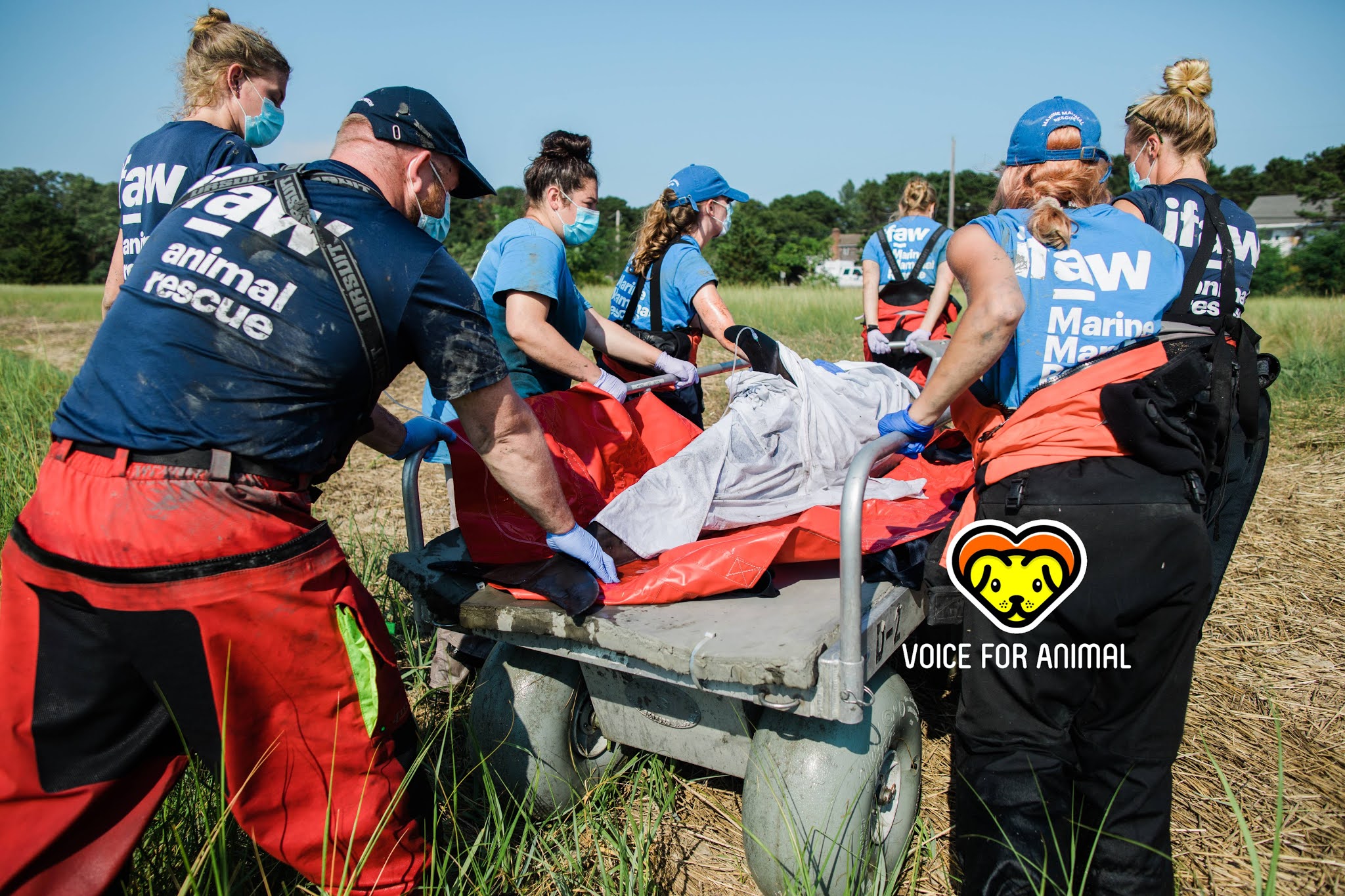 Animal Rescue Groups - Voice for Animal