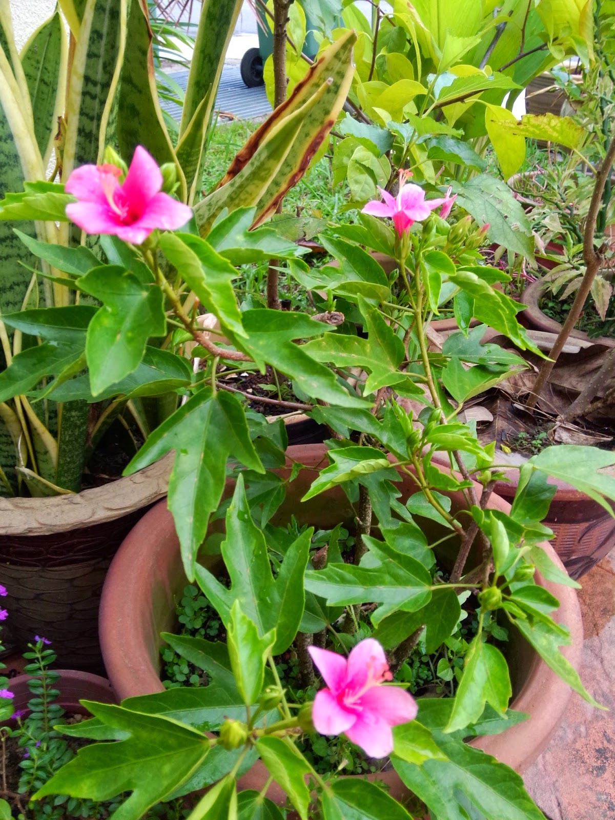 kebun sejemput...: Si Merah Jambu Terang