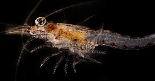 Udang Rebon Atau Terasi Shrimp; Klasifikasi, Morfologi, Habitat Dll ...