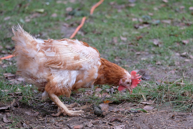 Filz & Faden: Endlich Huhn werden!