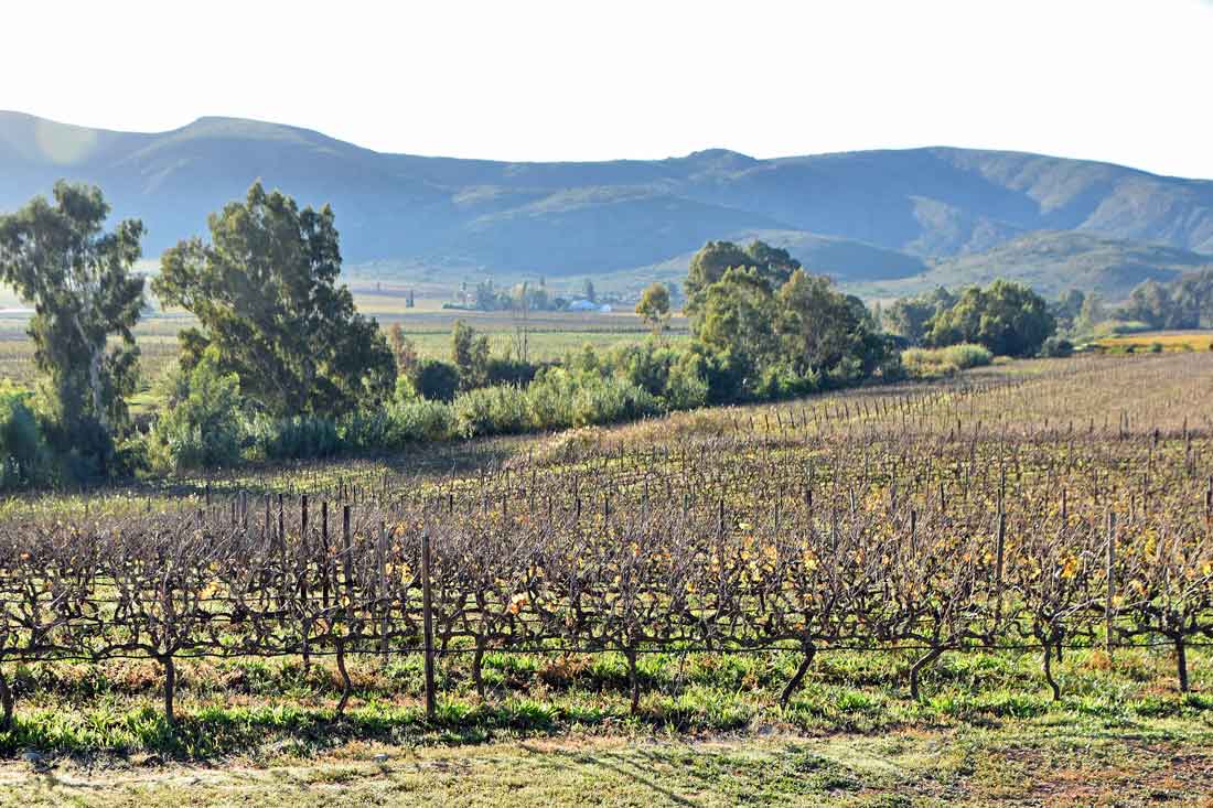 .: Robertson Wine Valley's Wacky Wine Weekend 10. Arendsig