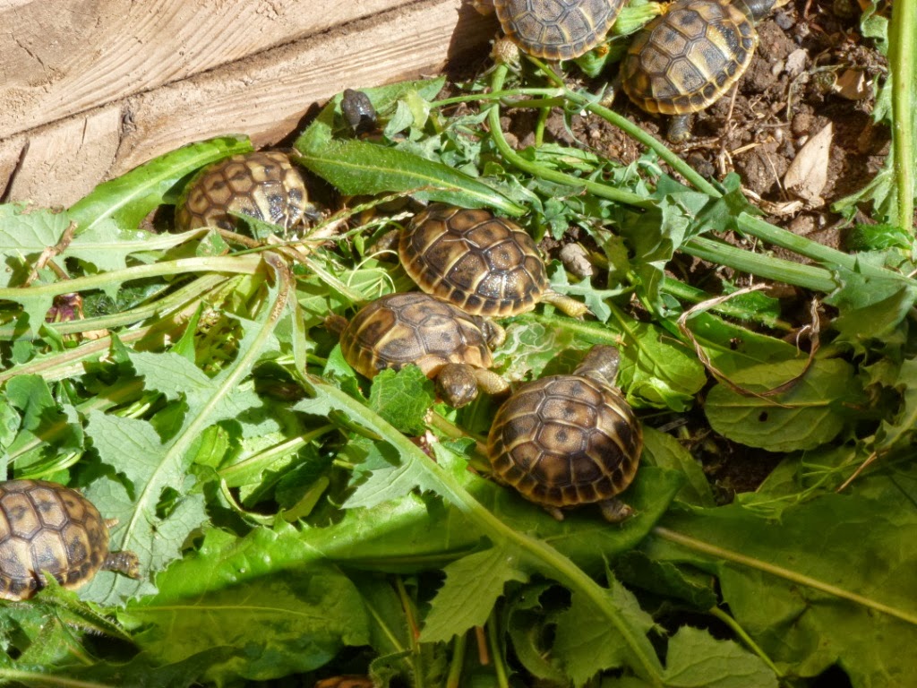 Clemmys guttata: la tortuga moteada: Crecimiento