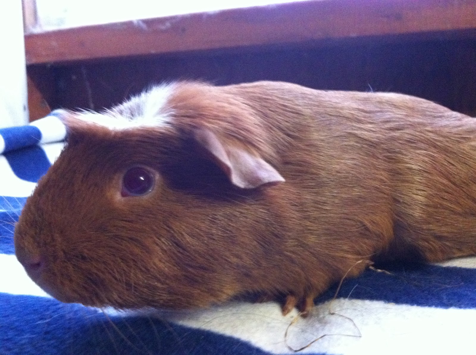 The Diary of an RSPCA Guinea Pig: Day 19: Let's hear it for the boars!