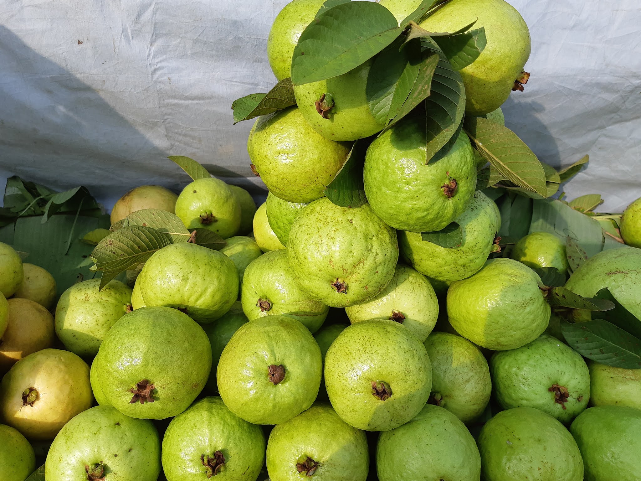 Psidium guajava alias Jambu Biji
