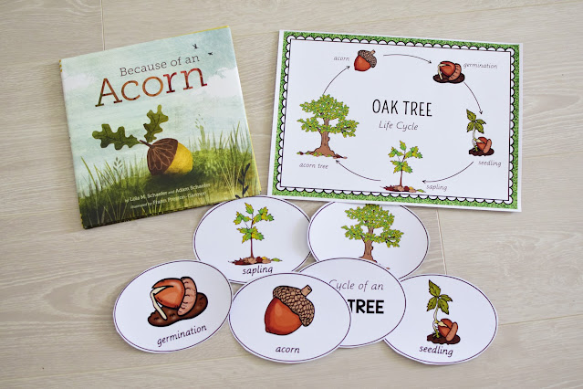 Autumn Life Cycle Studies | The Pinay Homeschooler