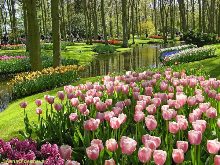 Tulips | Tulips Desktop Wallpapers | Beautiful Roses | Natural Beauty ...
