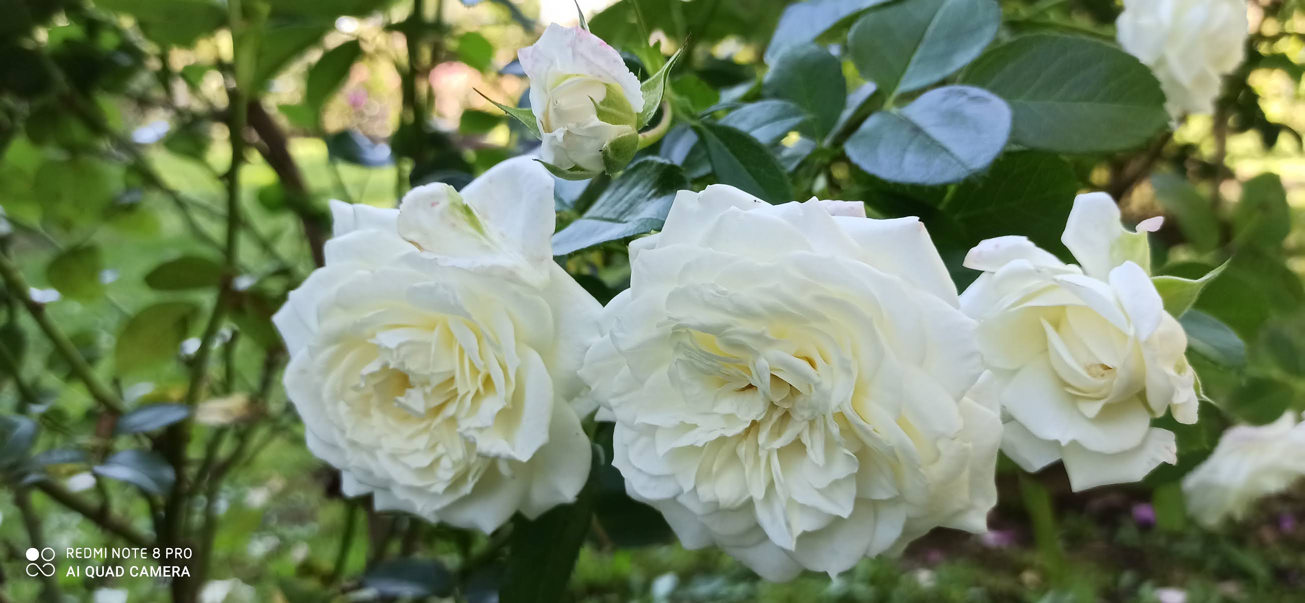 Ranczo Elma: Róża (Rosa) Alabaster