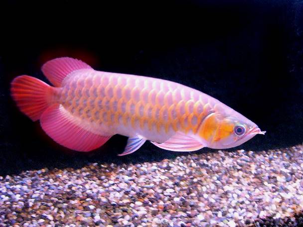 My Private Arowana Blog: WHAT IS AROWANA