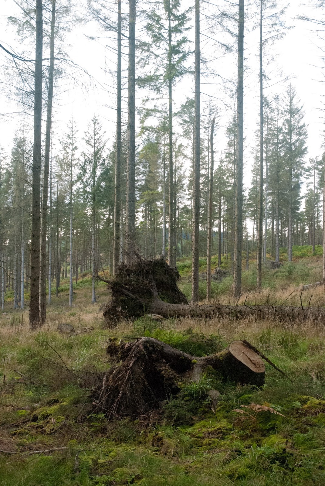 Helen Shaddock: Art and Architecture at Kielder Forest