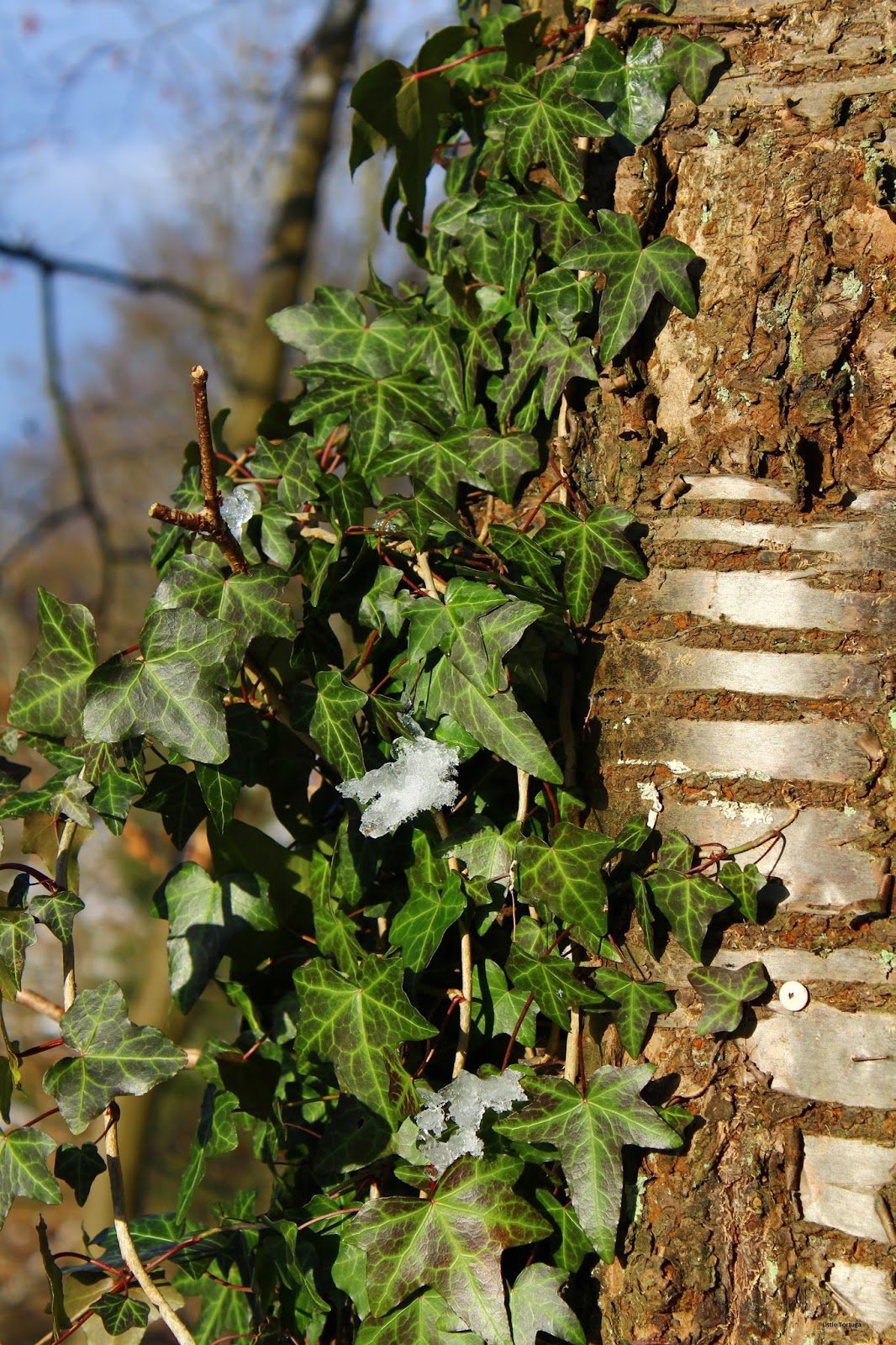 Little Tortuga: Efeuranken am Baum