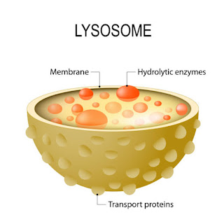 Lysosomes (Structure and Function)