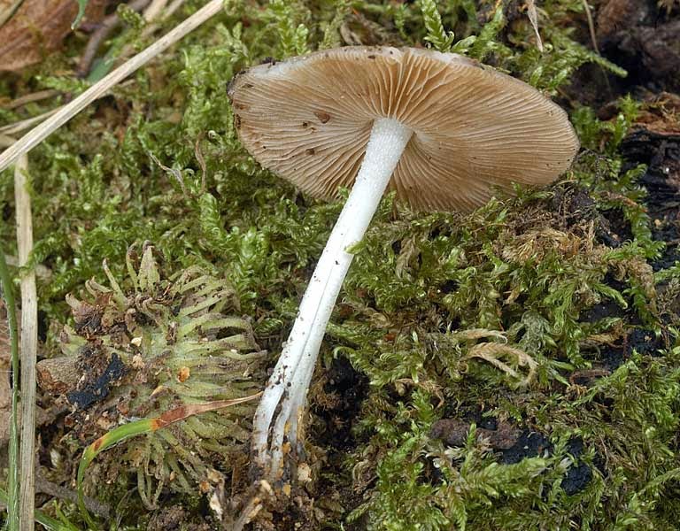 Funghi Teramani: Bolbitius aleuriatus (Fr.) Singer 1951