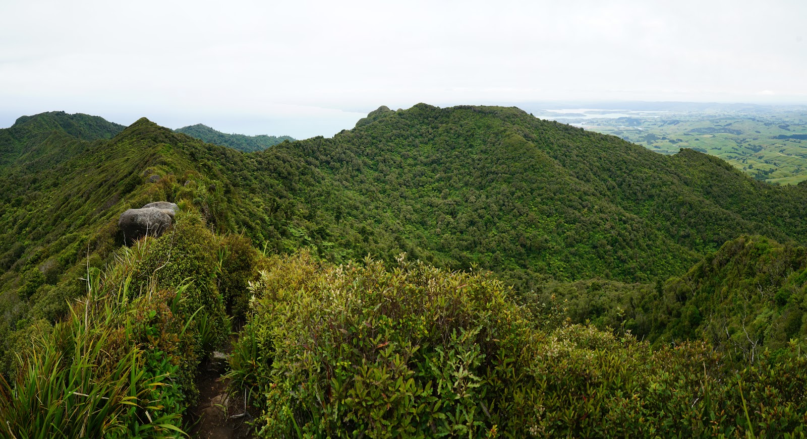Karioi Track (Pirongia Forest Park) ~ The Long Way's Better