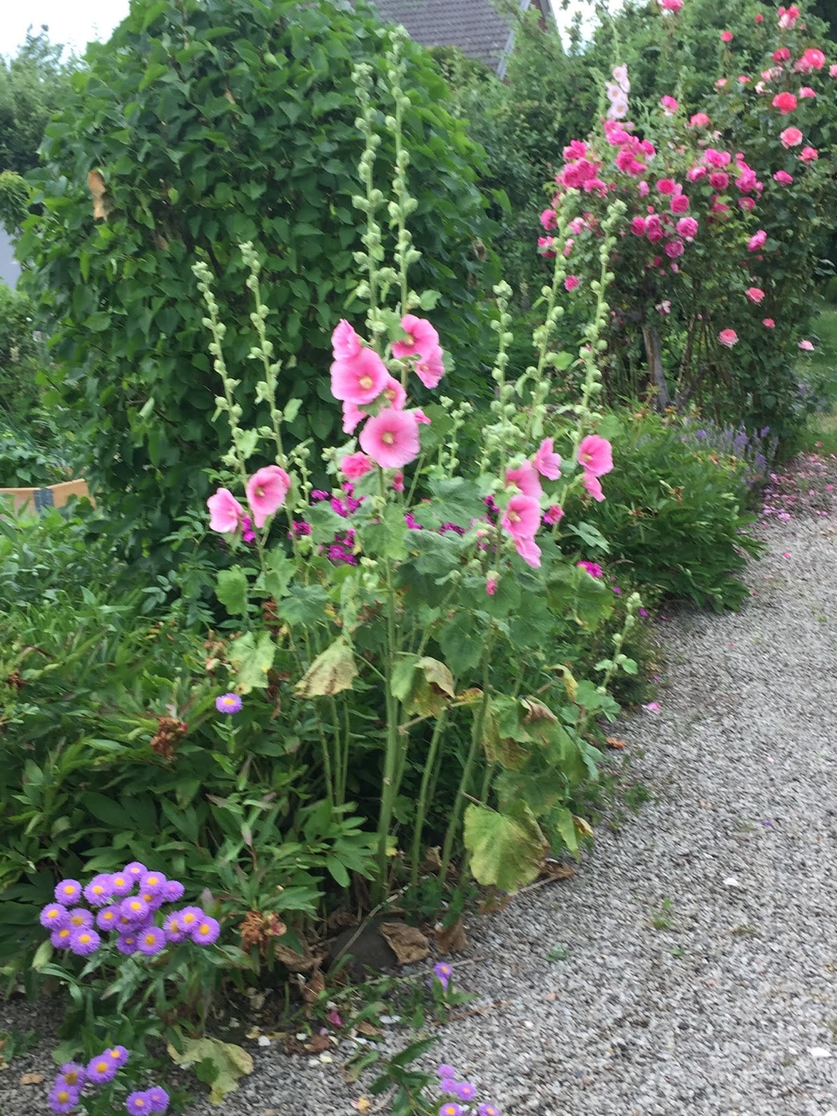 Ingrids blogg: Hofterup o stockrosor